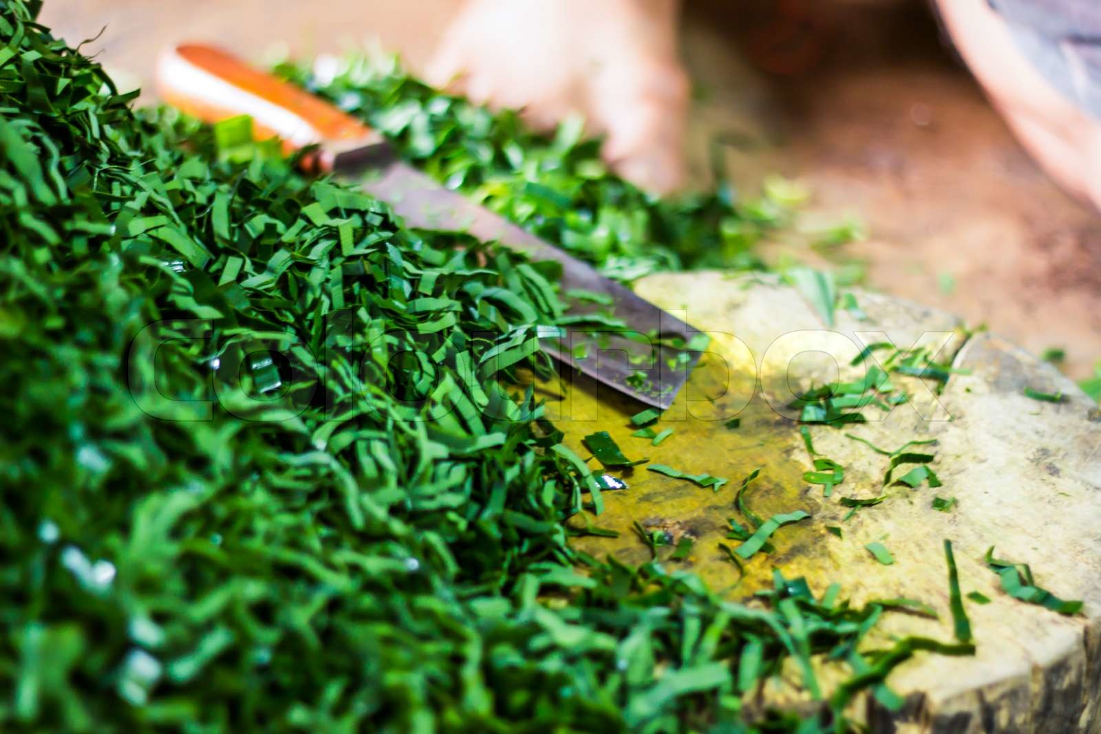 Cutting Pandan | Stock image | Colourbox