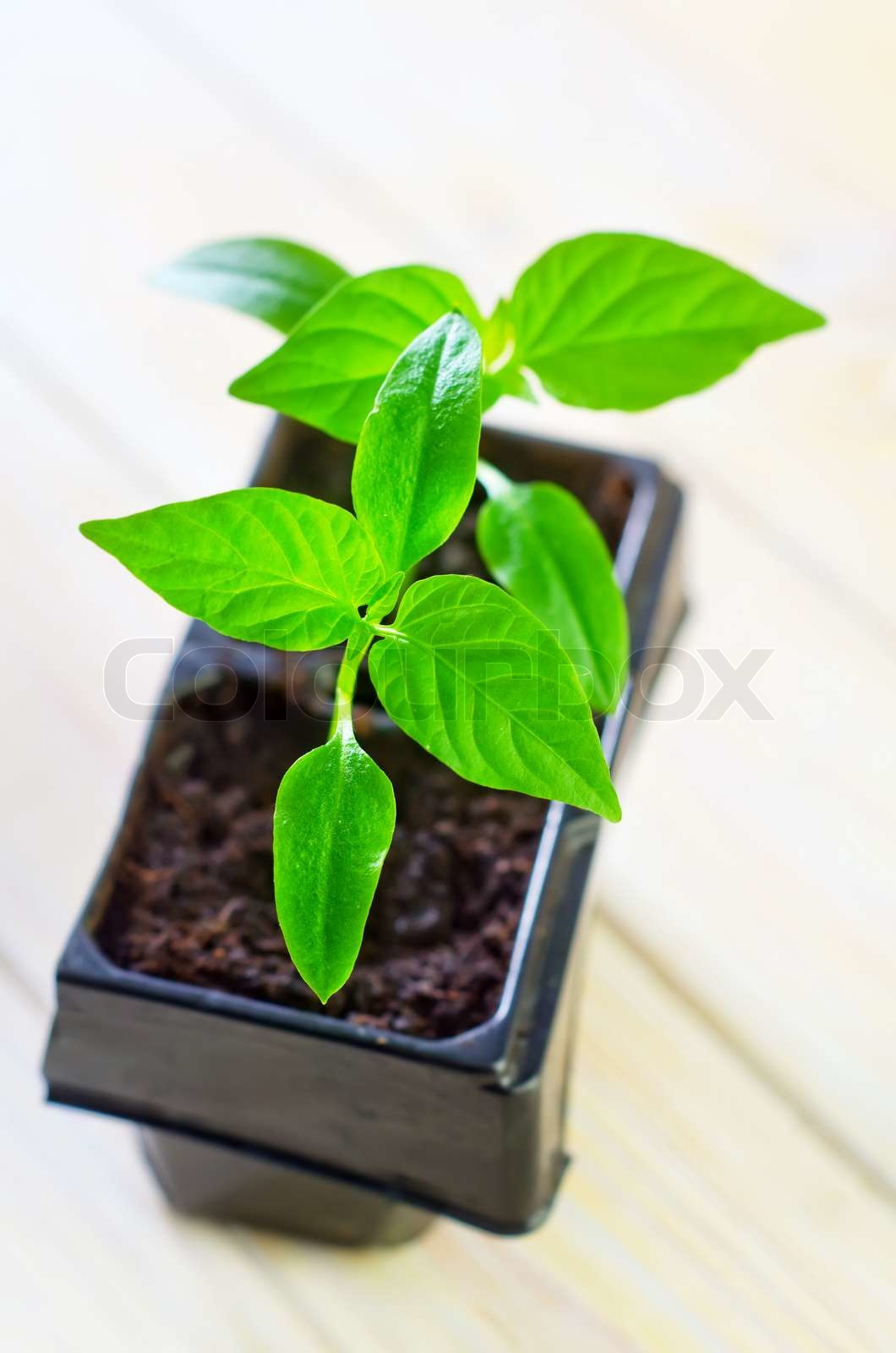 seedling | Stock image | Colourbox