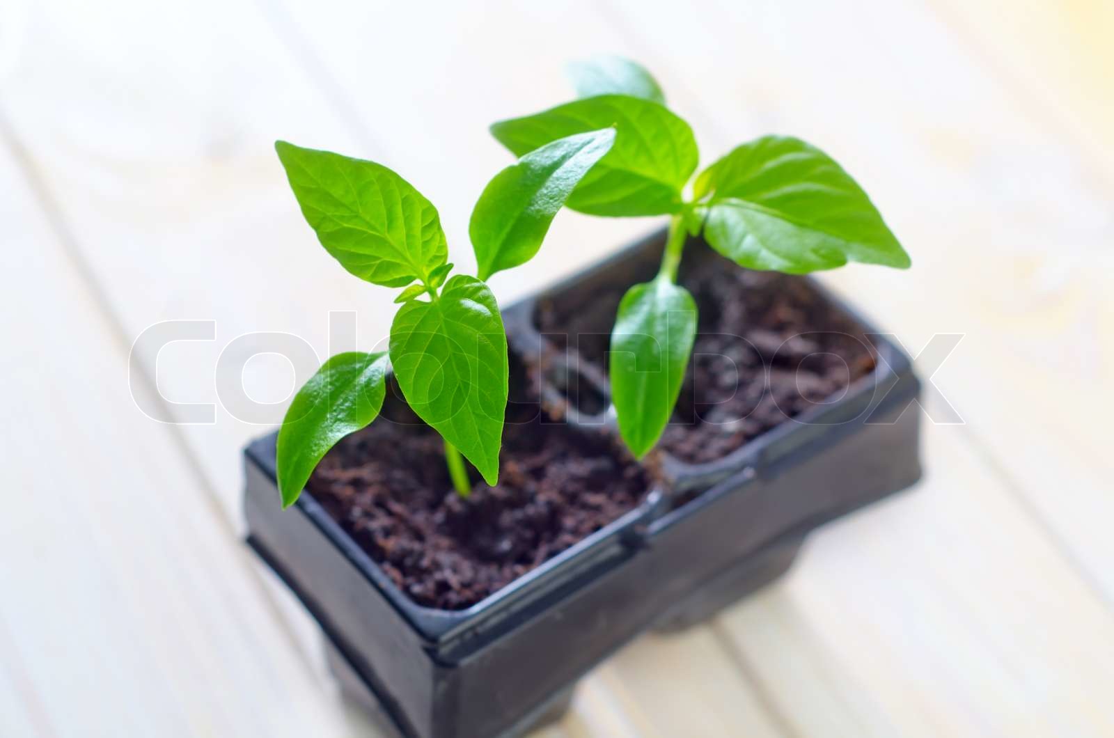 seedling | Stock image | Colourbox