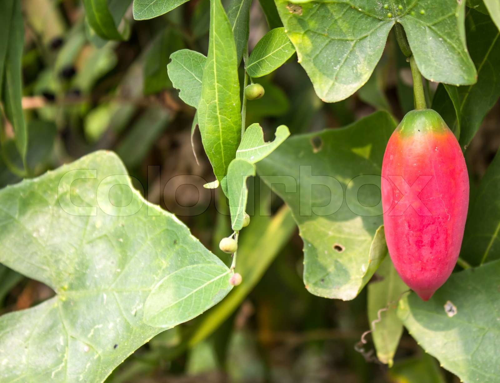 Coccinia grandis Voigt | Stock Bild | Colourbox
