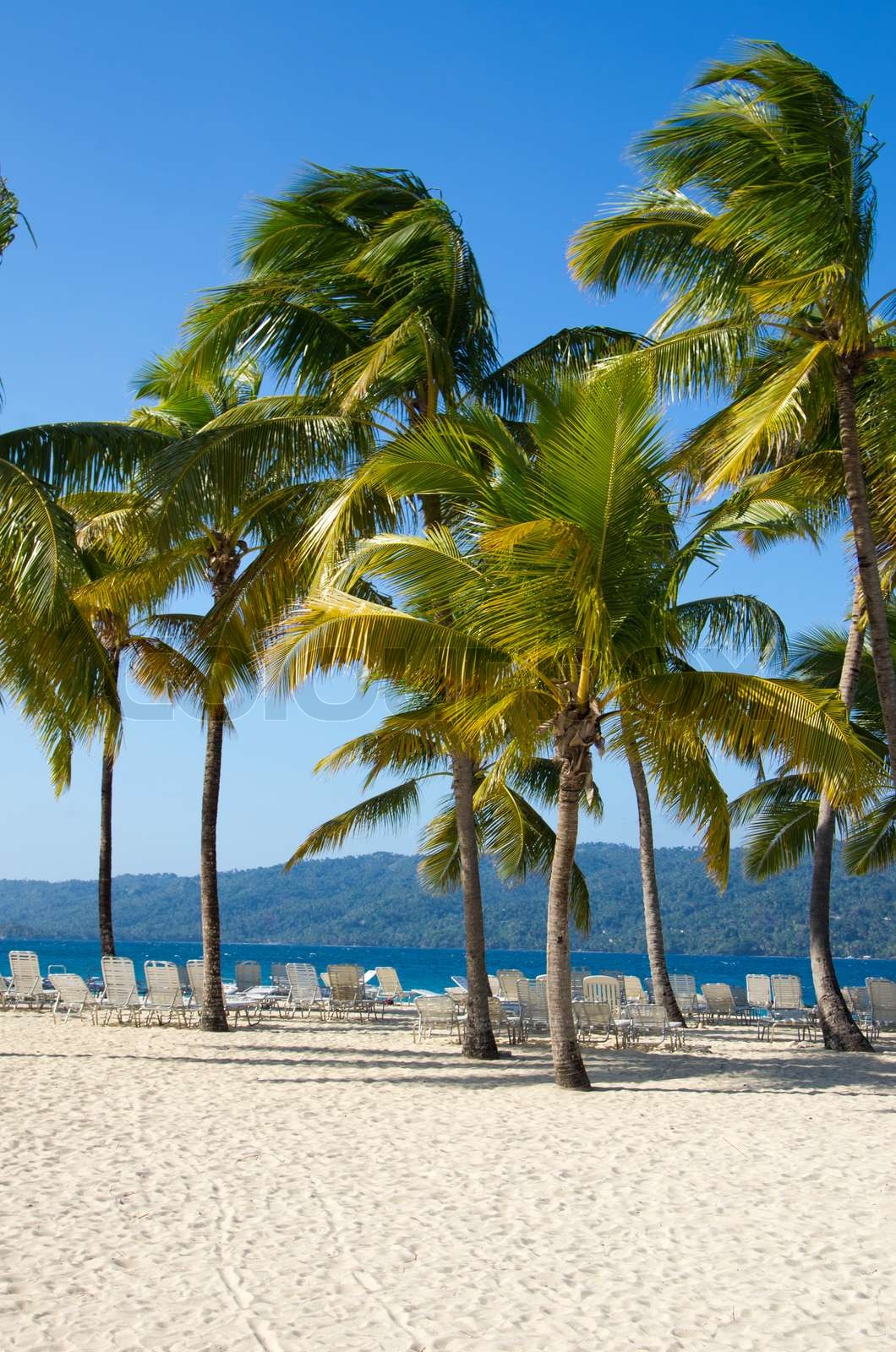 Beach chairs under a palm tree | Stock image | Colourbox