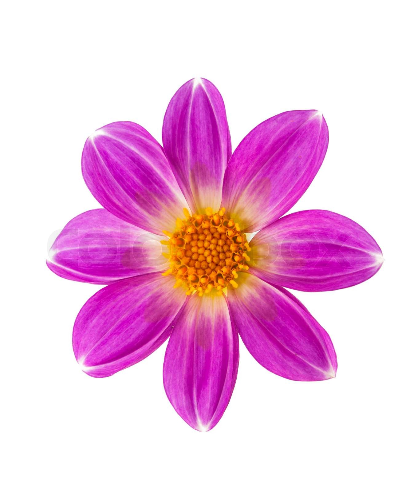 schöne Blume | Stock Bild | Colourbox