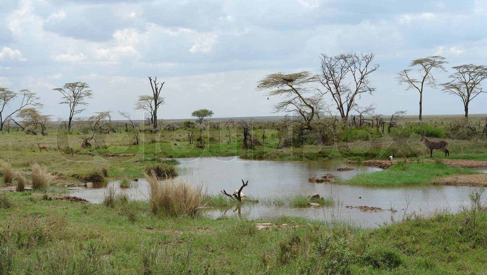 water hole in the african Serengeti | Stock image | Colourbox