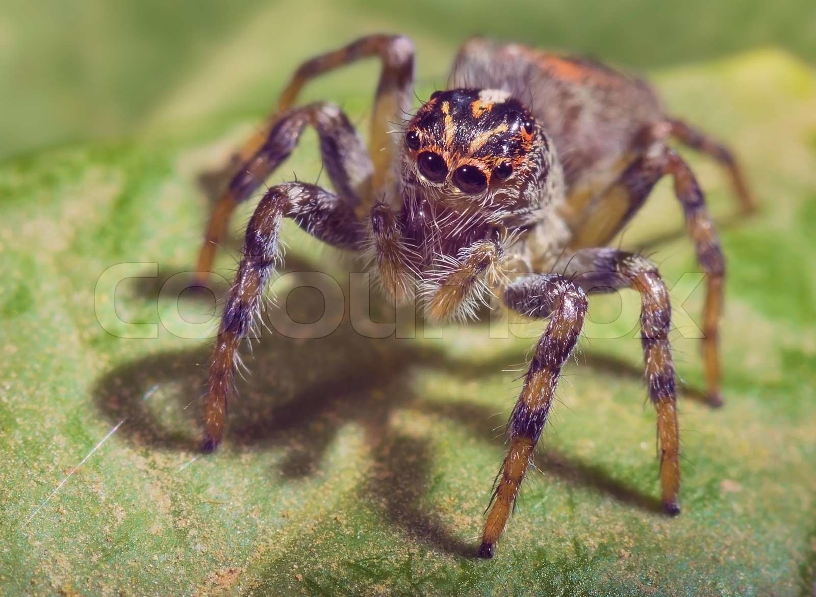 Spinne | Stock Bild | Colourbox