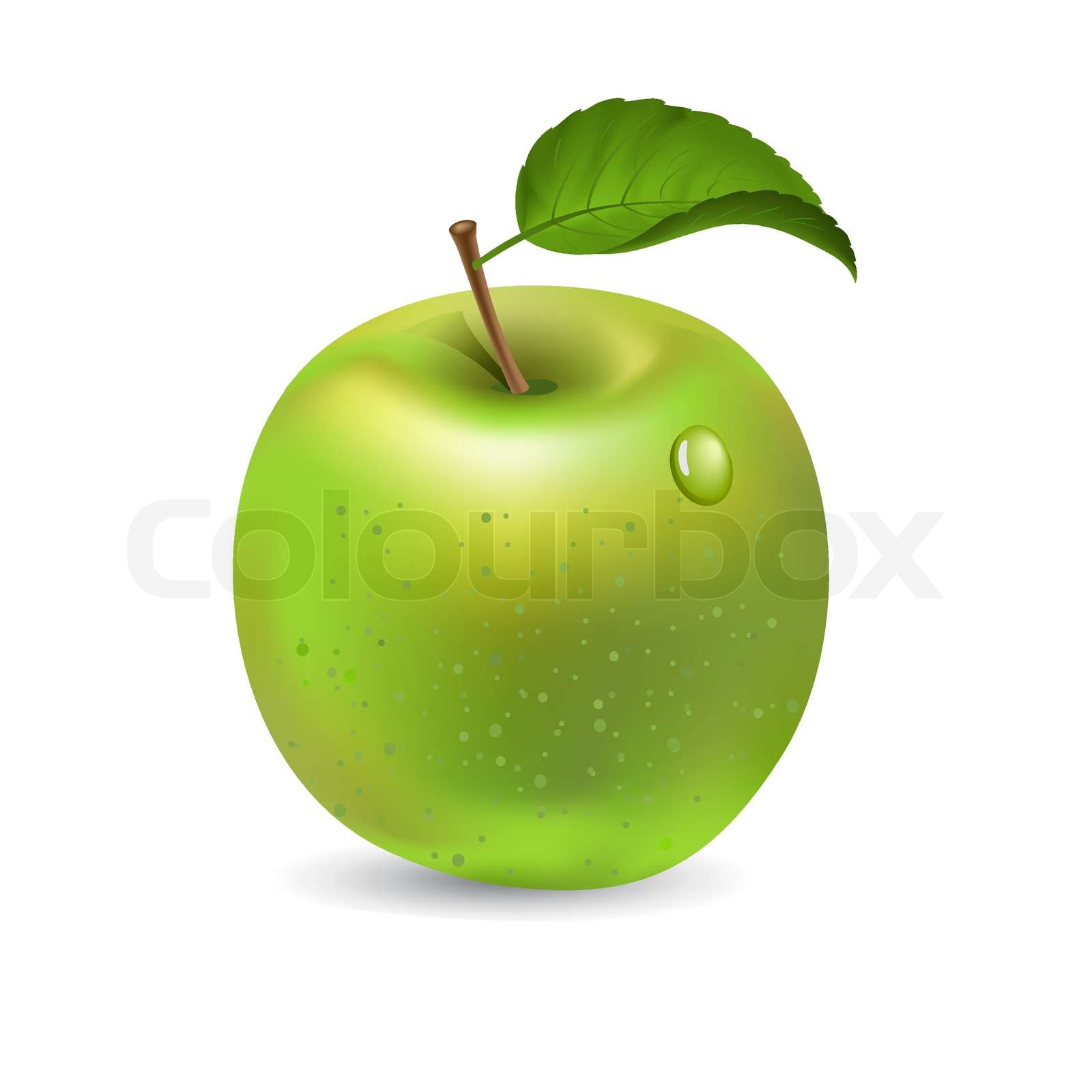 grüner Apfel | Stock-Vektor | Colourbox