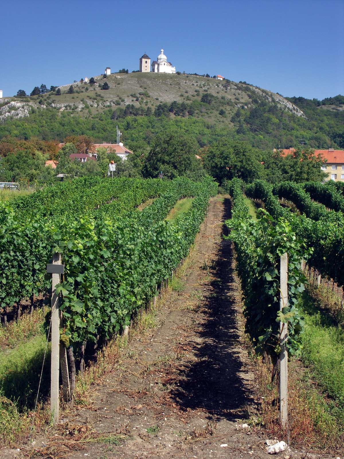 Czech Republic - Mikulov and vineyard | Stock image | Colourbox
