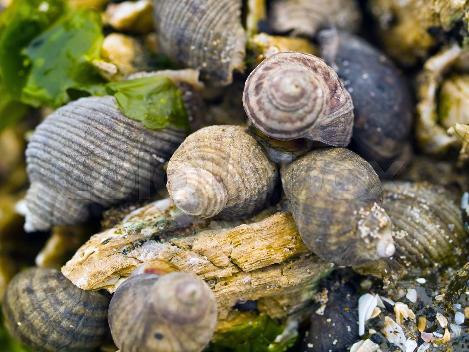 Seashell and Barnacles on Rocks at a Beach's Tidepool | Stock image ...