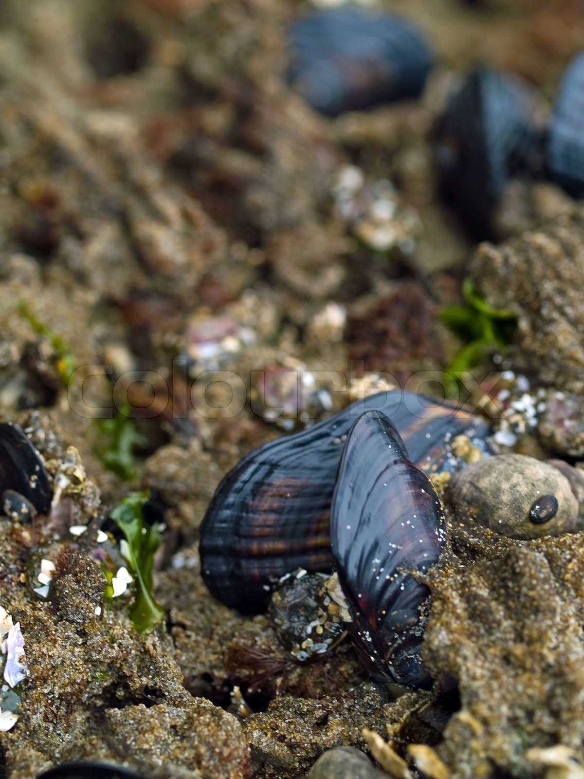 Seashell and Barnacles on Rocks at a Beach's Tidepool | Stock image ...