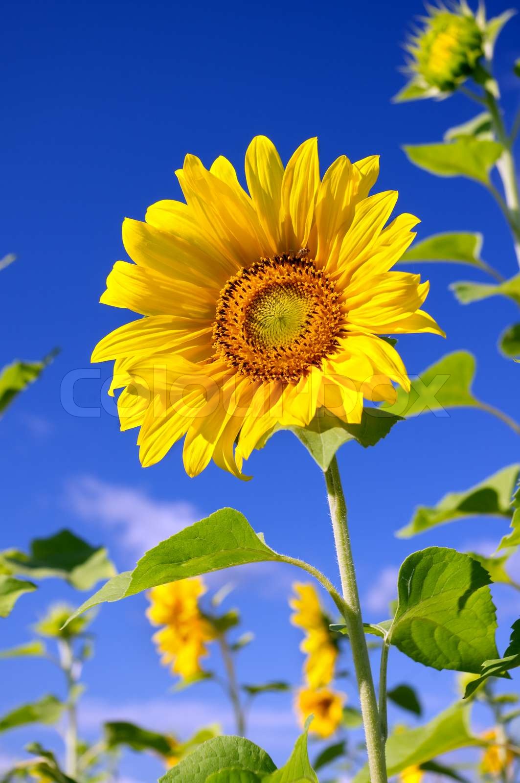 Sunflower portrait | Stock image | Colourbox