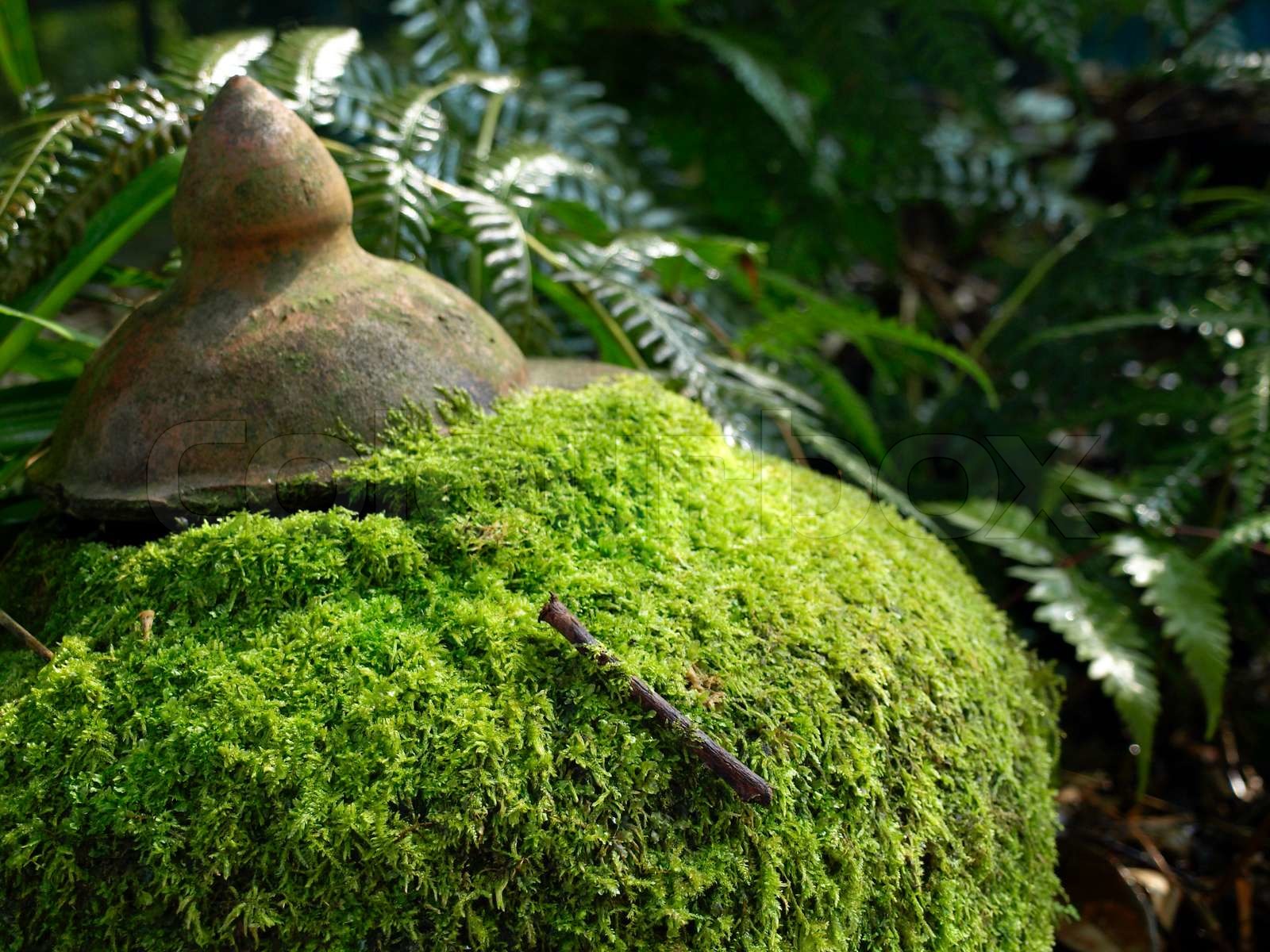 Moss on old clay pot | Stock image | Colourbox