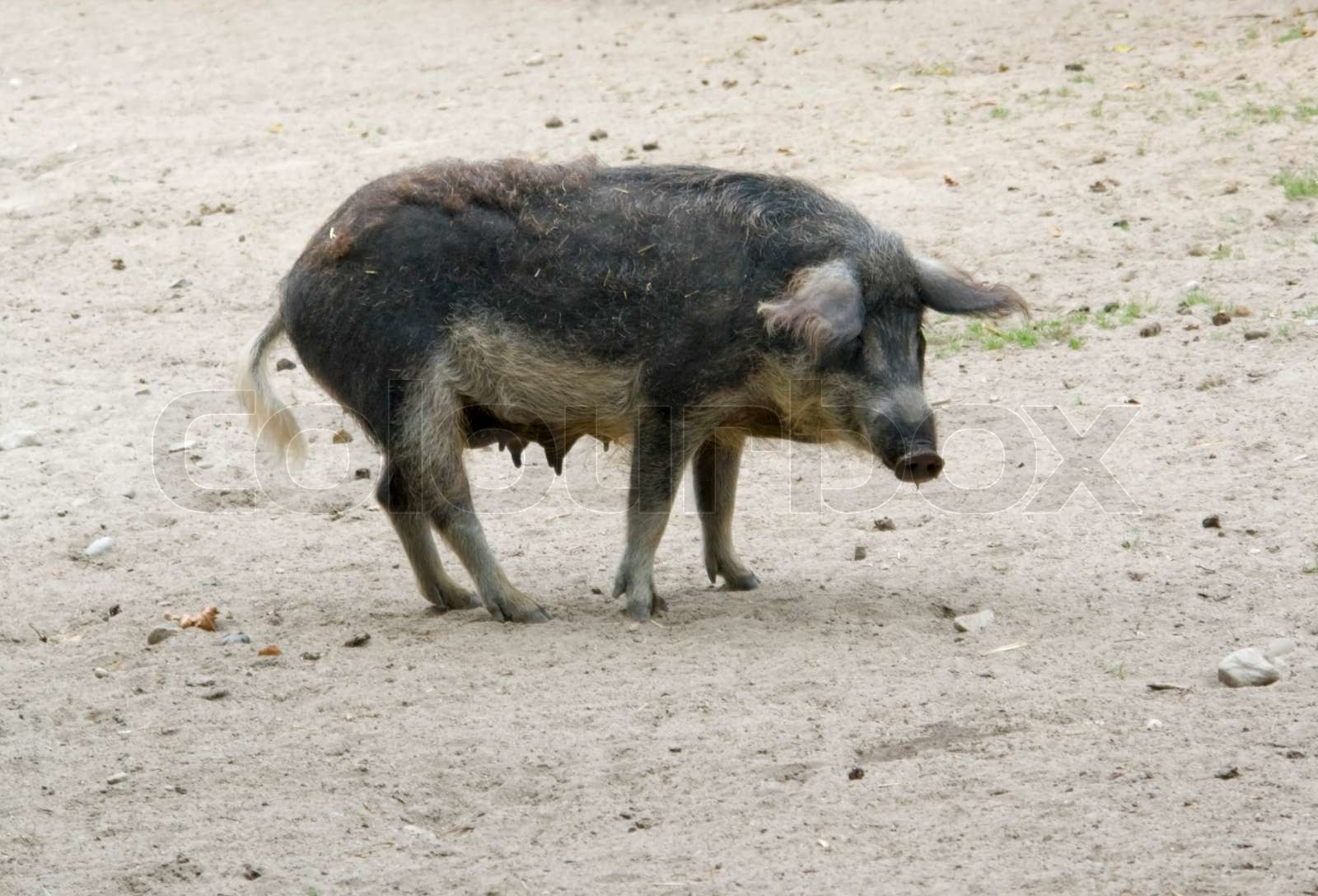 Mangalitsa pig | Stock image | Colourbox