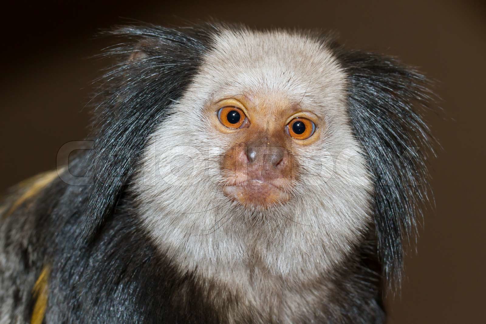 Fire geoffreys Tuftet -eared Marmoset | Stock foto | Colourbox