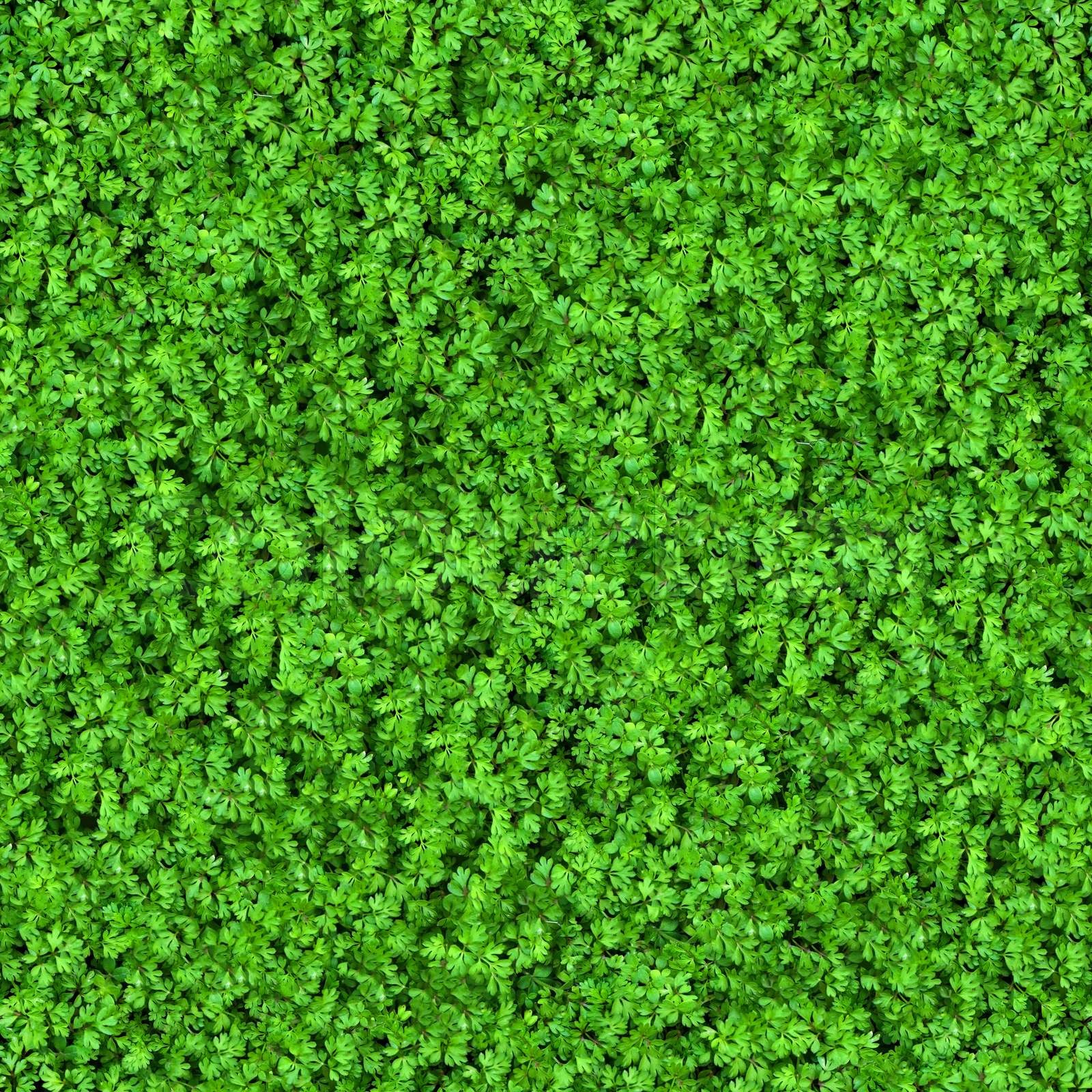 Green Meadow Grass Seamless Texture | Stock image | Colourbox