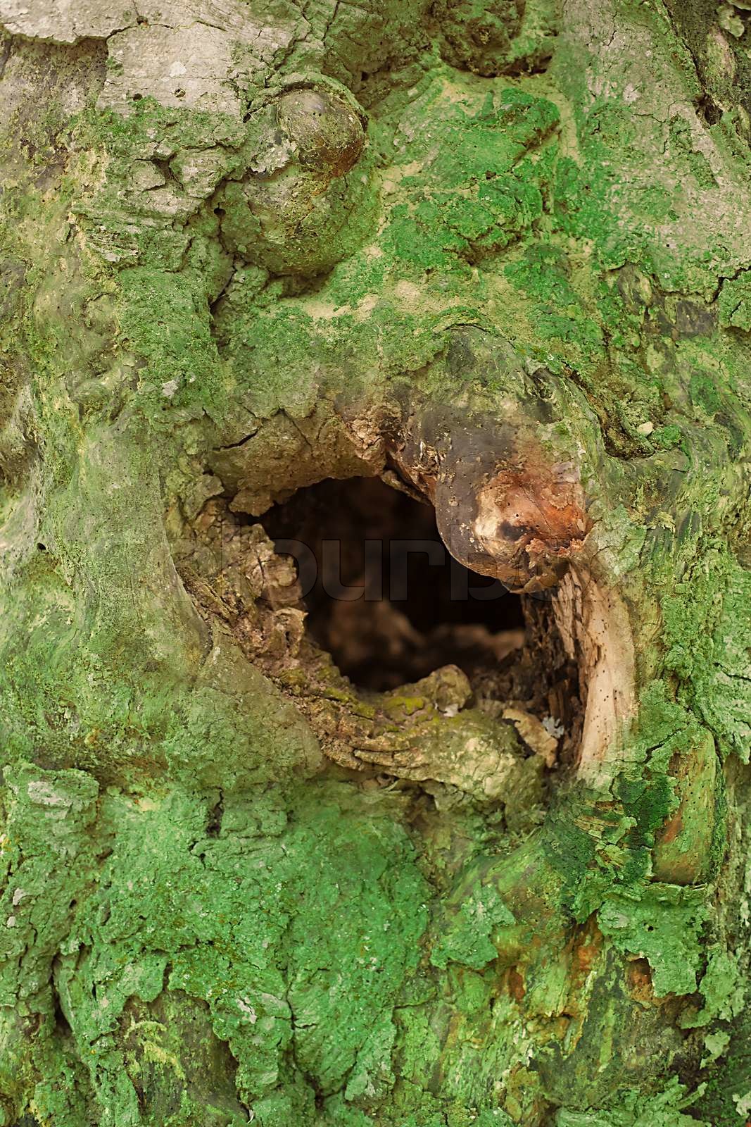 Hole in green tree | Stock image | Colourbox