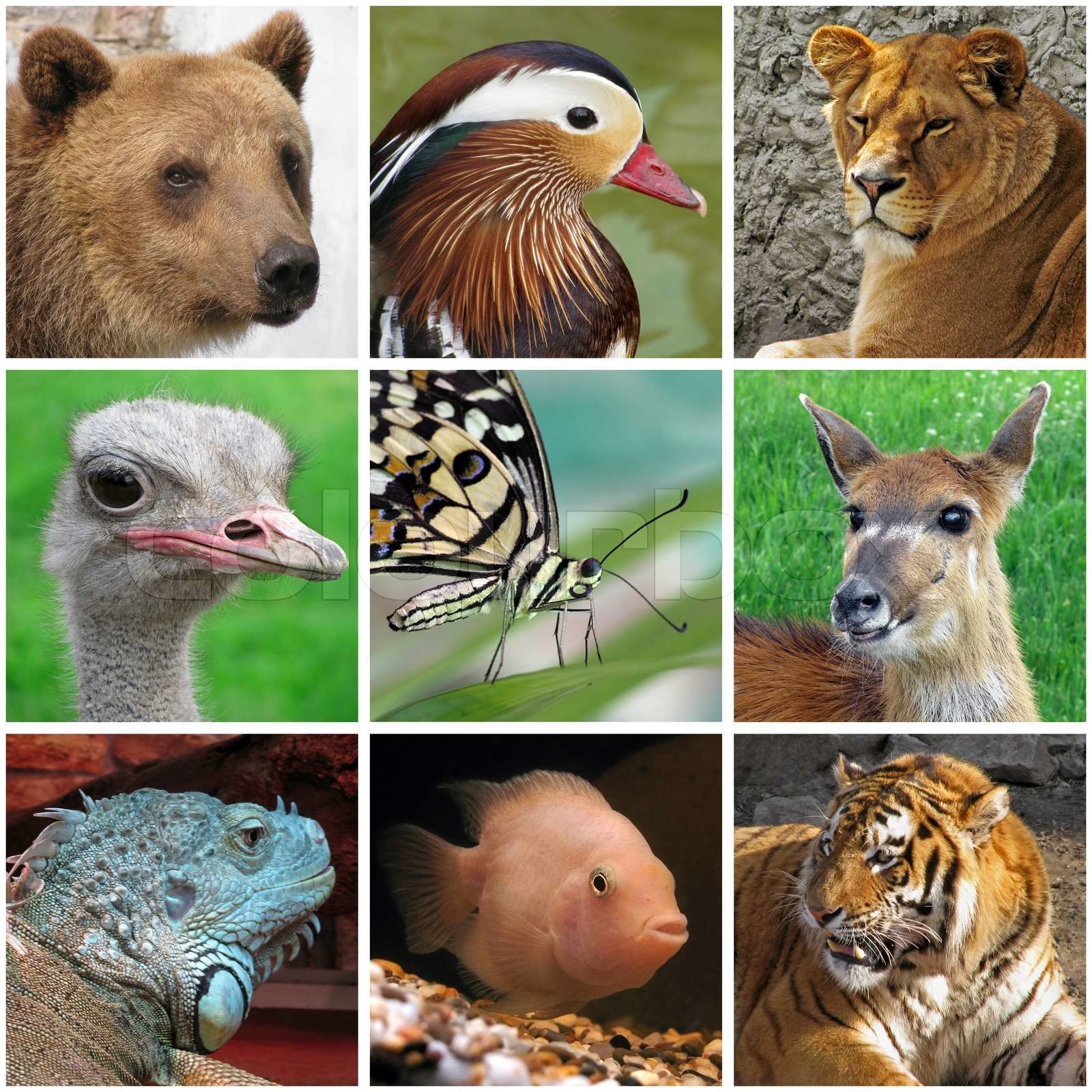 collage with animals from zoo | Stock image | Colourbox