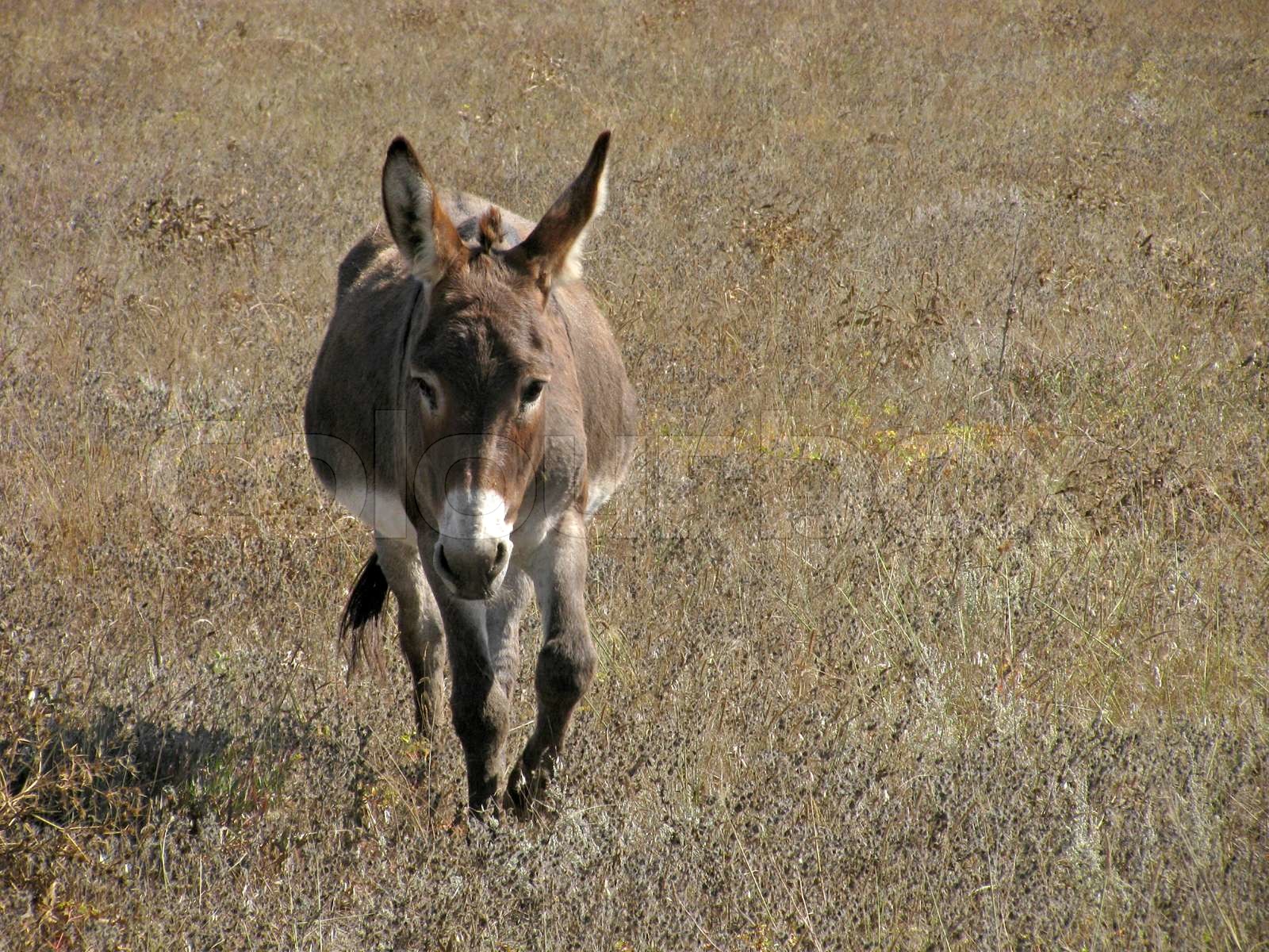 donkey walking on meadow | Stock image | Colourbox
