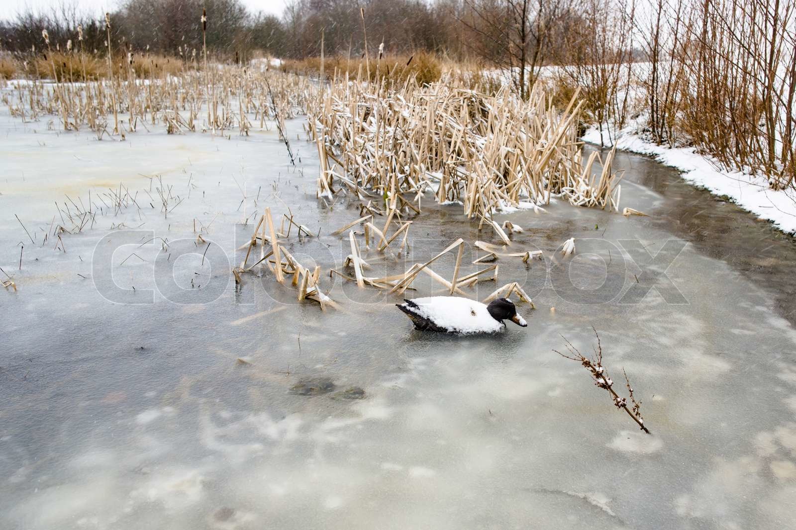 Lokkeand på frossen sø | Stock foto | Colourbox