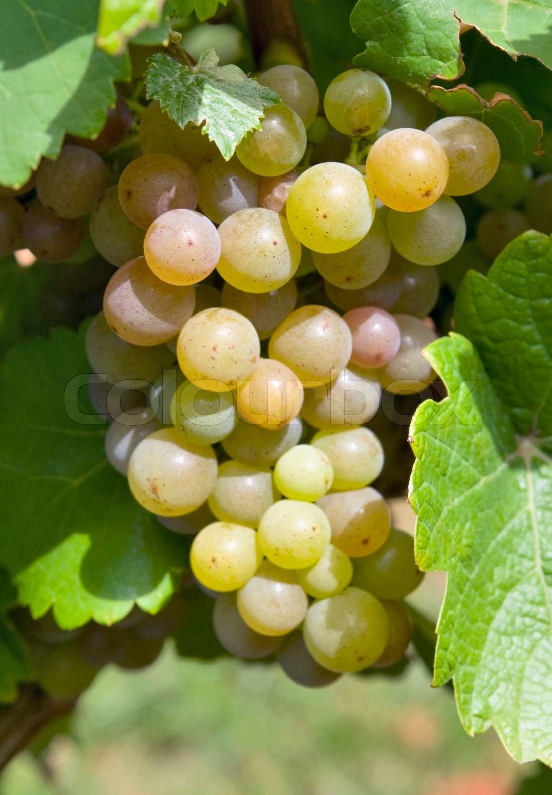 Traube | Stock Bild | Colourbox