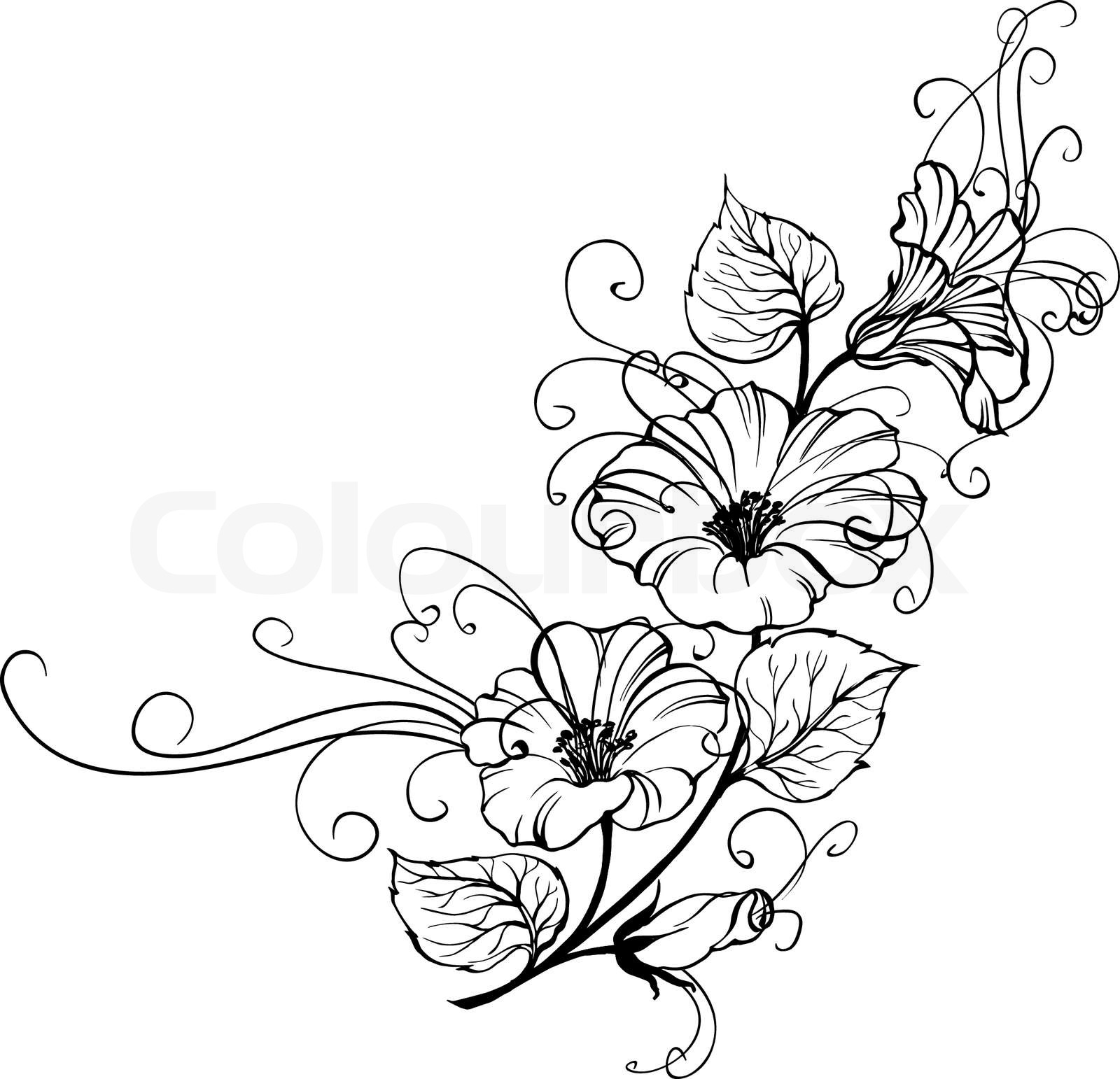 Adonis Flower Drawing