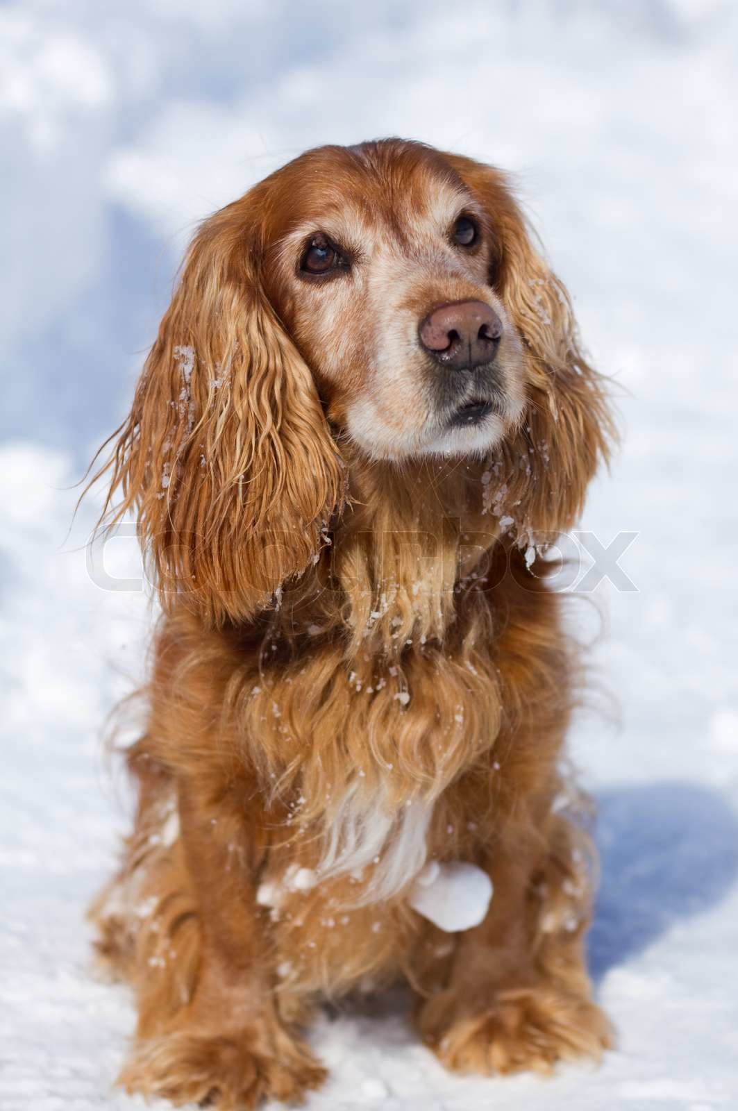 Cocker Spaniel in winter | Stock image | Colourbox
