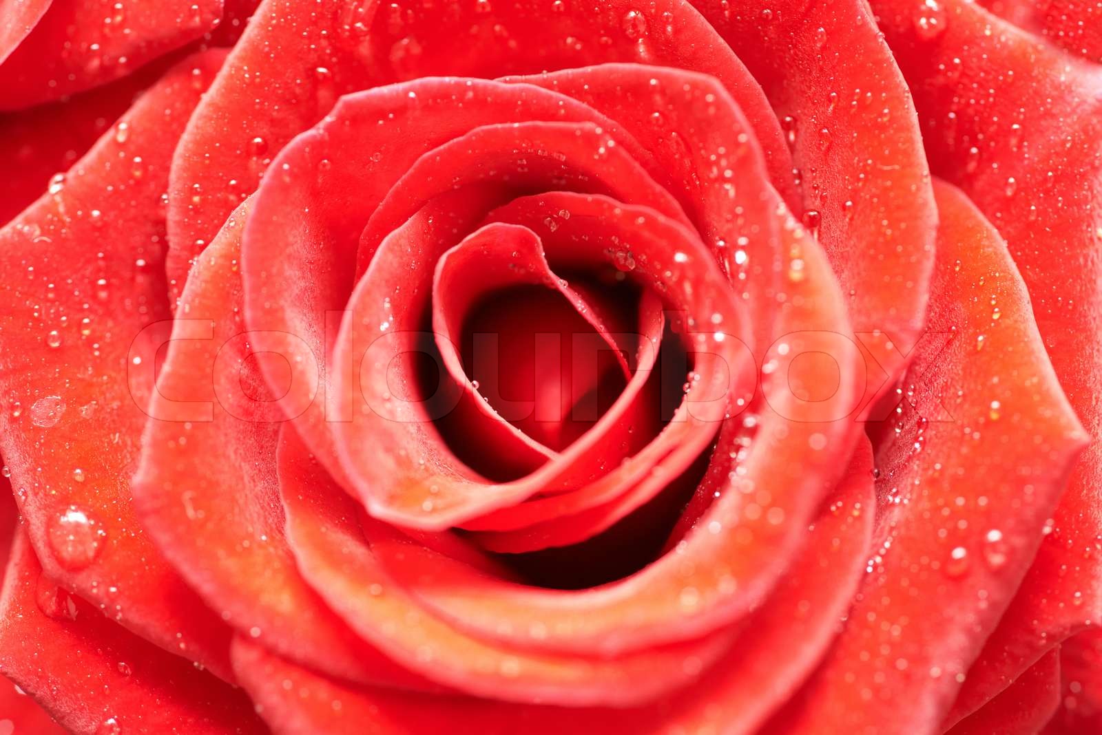 Beautiful dark red rose | Stock image | Colourbox