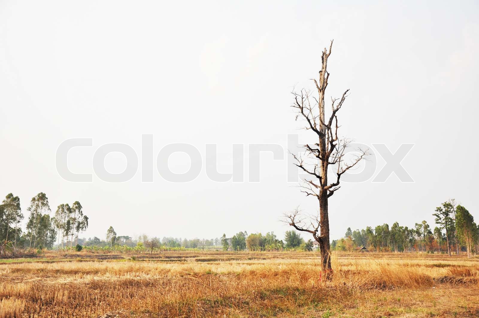 Dry tree in wilderness | Stock image | Colourbox