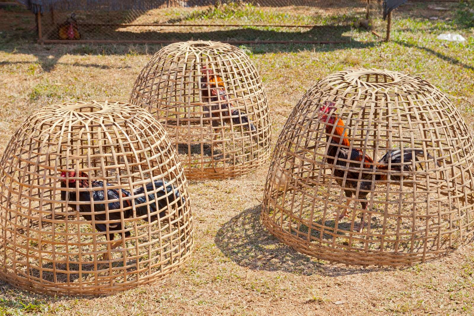 chicken in cage made from weave bamboo | Stock image | Colourbox