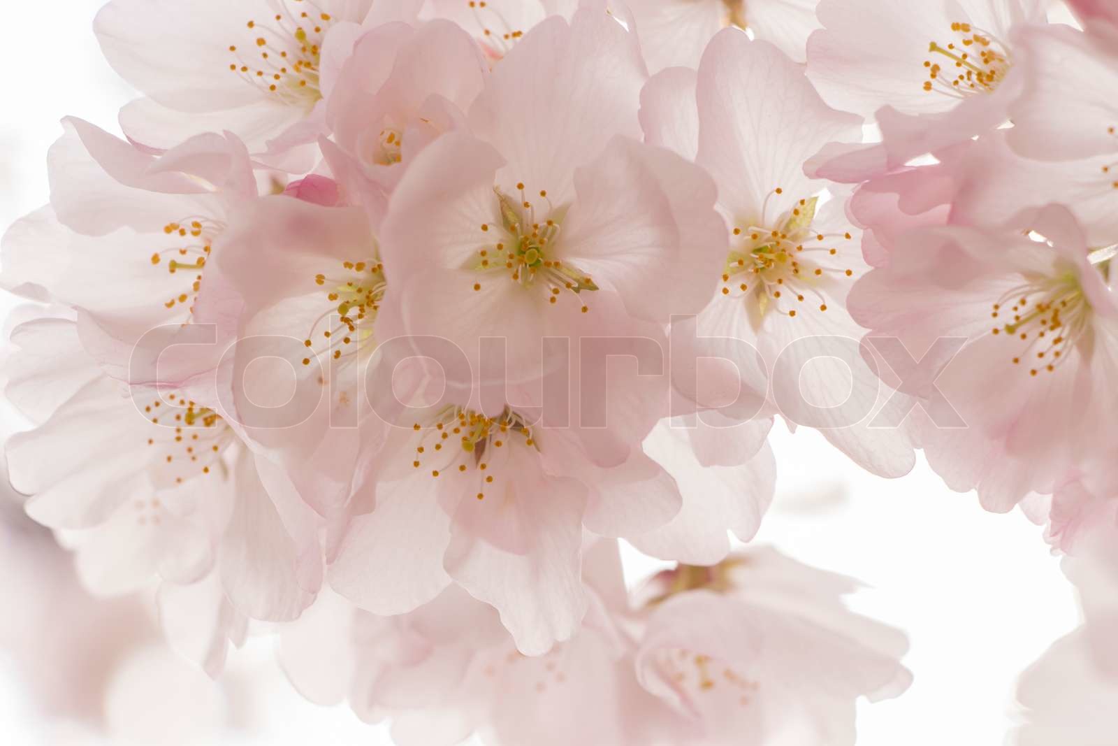 Japanese cherry blossoms - Sakura | Stock image | Colourbox