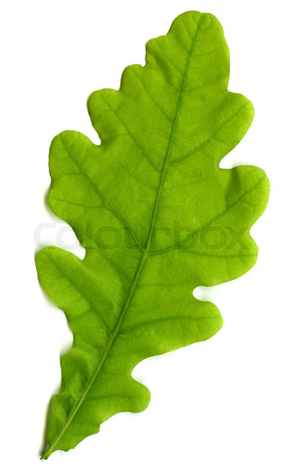 Grünes Eichenblatt auf weißem Hintergrund | Stock Bild | Colourbox