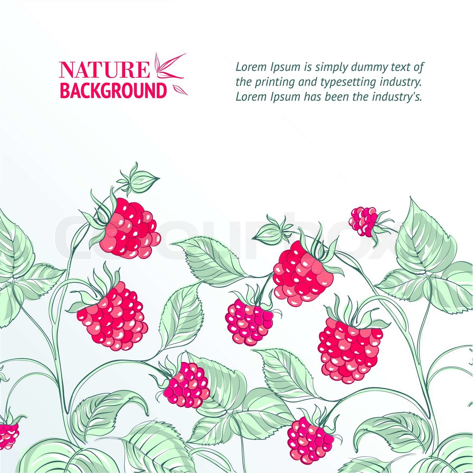Raspberry , Aquarell | Stock-Vektor | Colourbox
