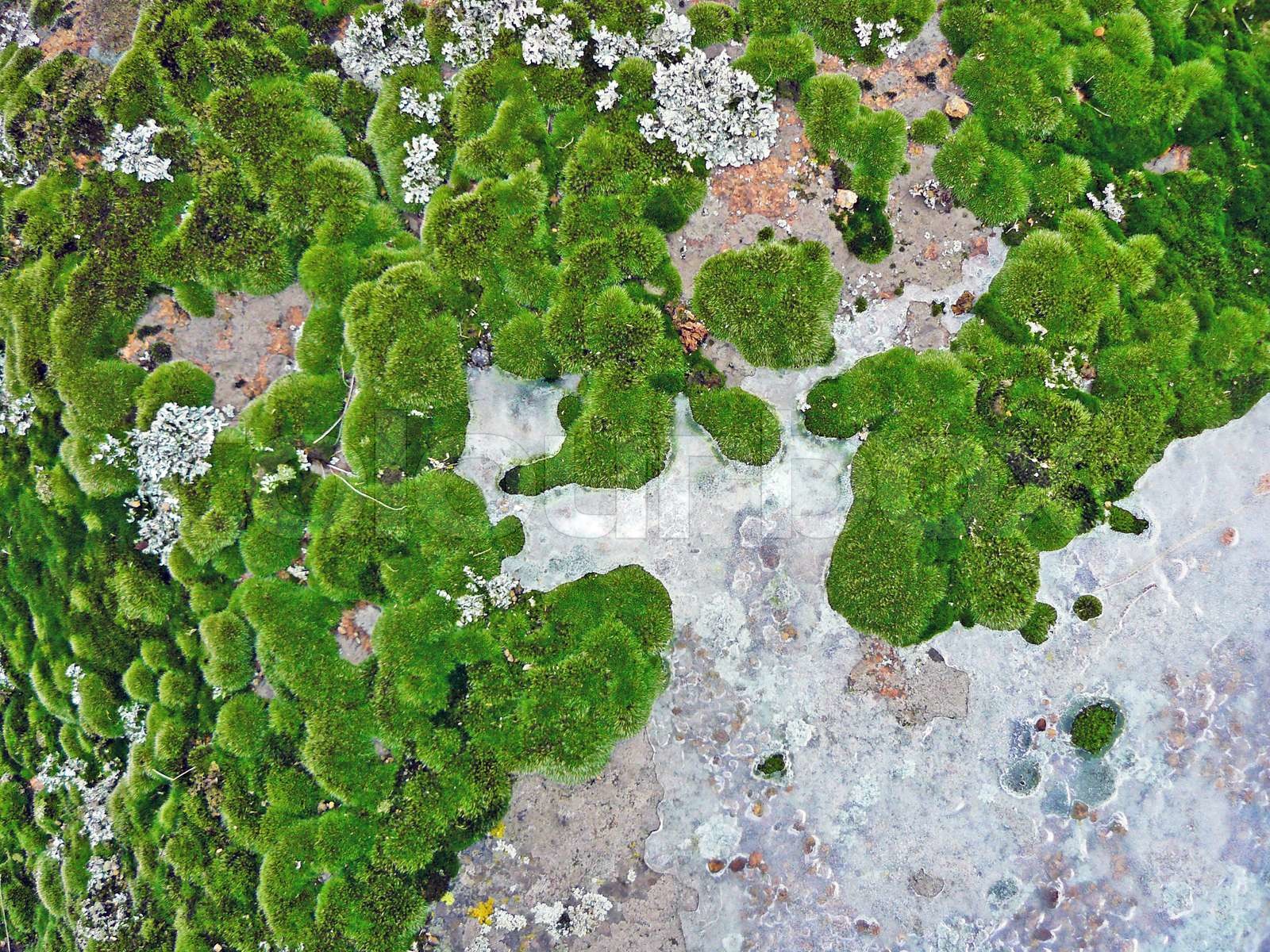 Lichens And Mosses
