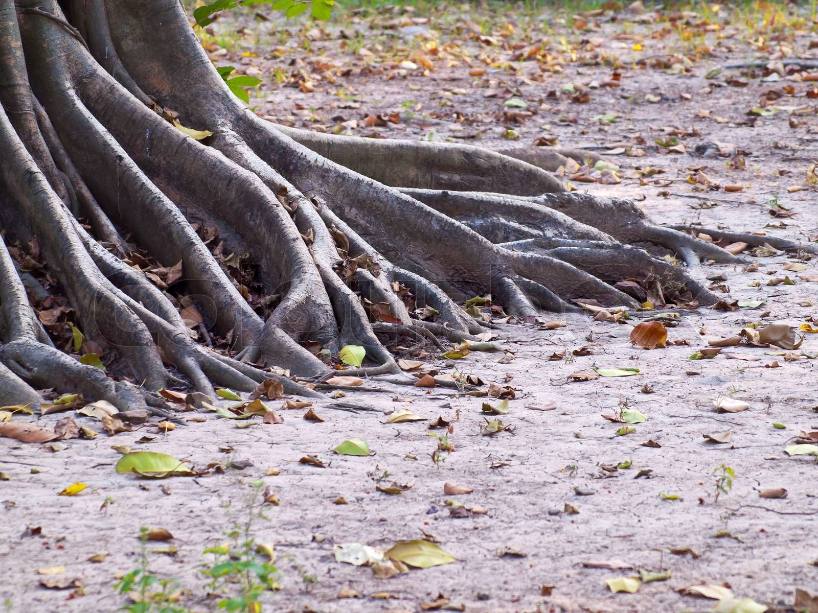 Root on dry ground | Stock image | Colourbox