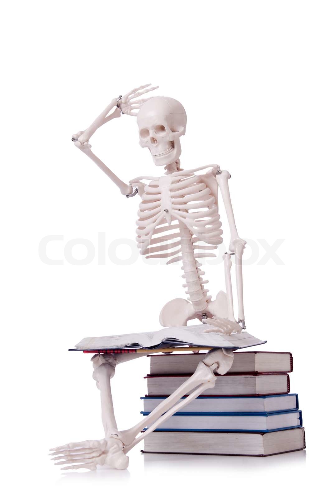 Skeleton reading books on white | Stock image | Colourbox