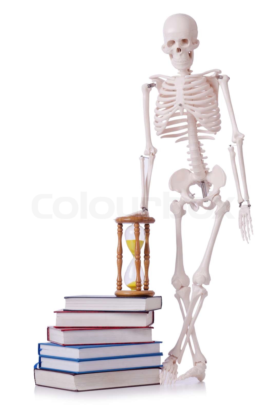 Skeleton reading books on white | Stock image | Colourbox