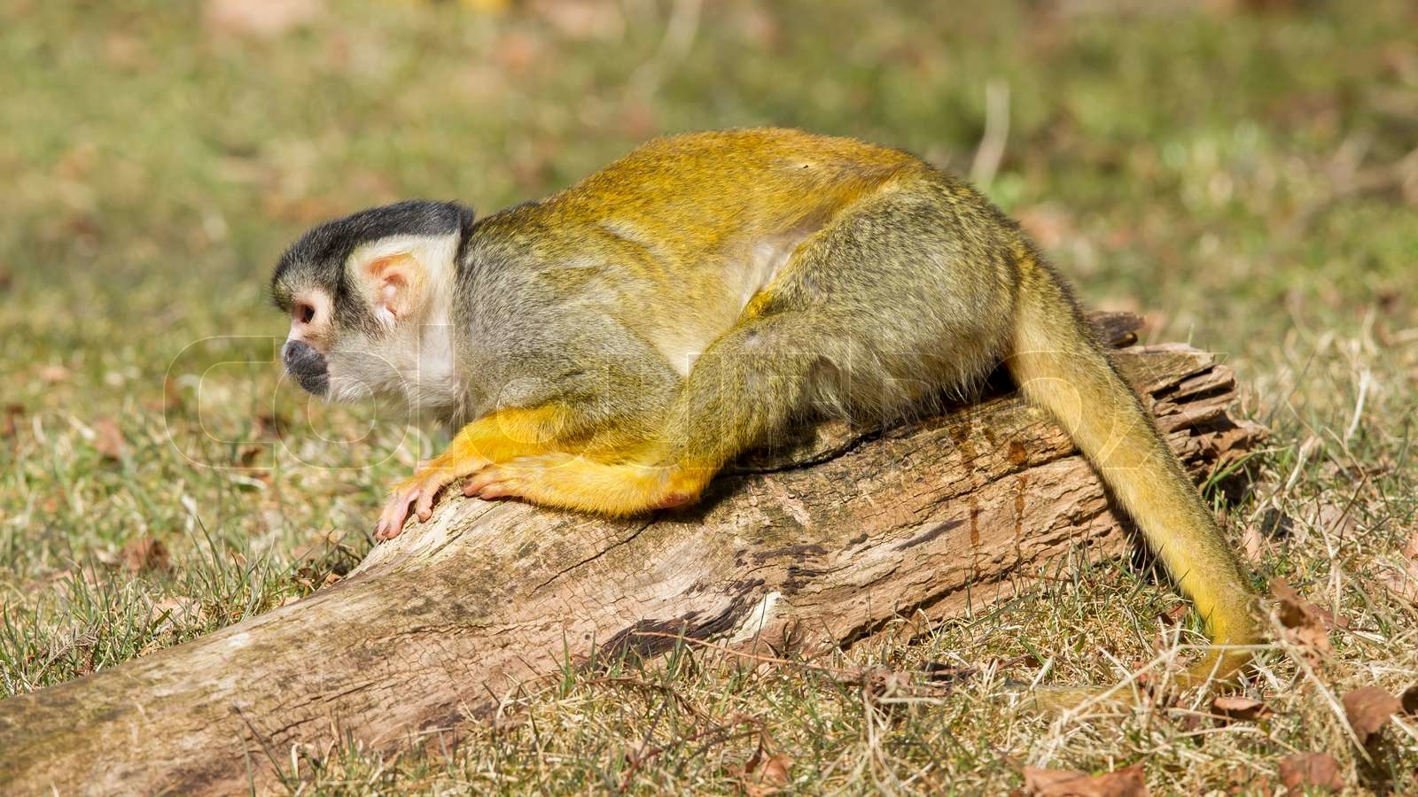 Peeing Squirrel Monkey Saimiri boliviensis | Stock image | Colourbox