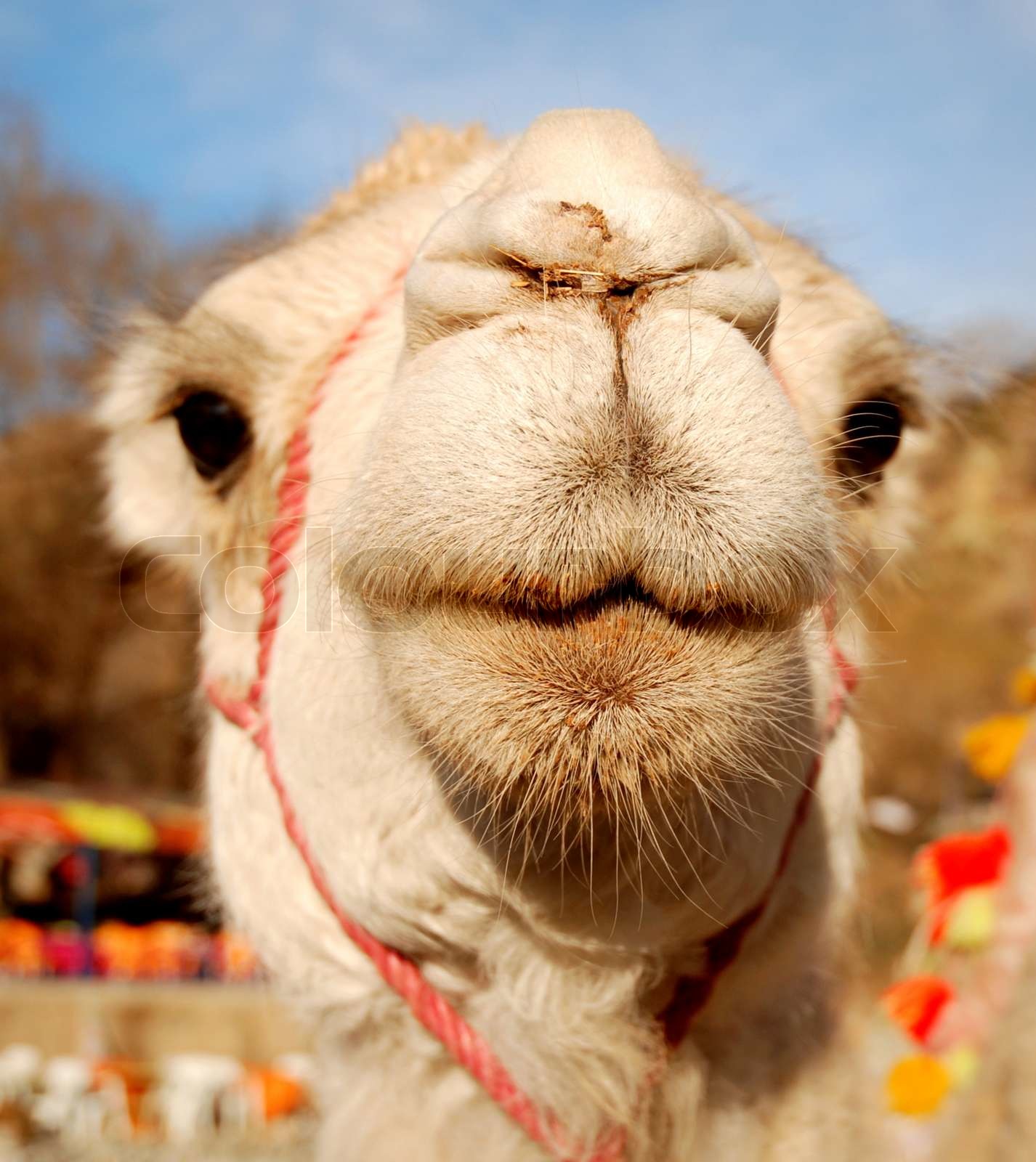 Smiling Camel Face