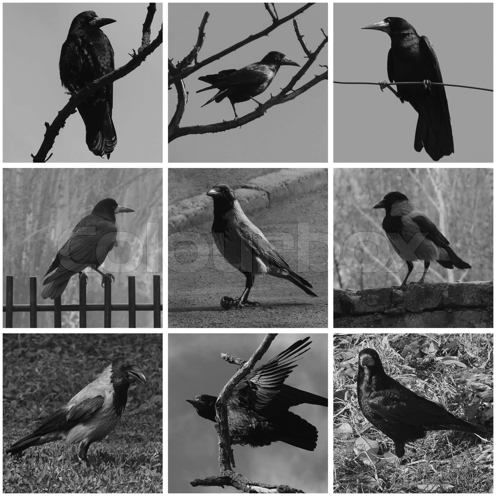 collage med sorte og hvide billeder af ravne | Stock foto | Colourbox