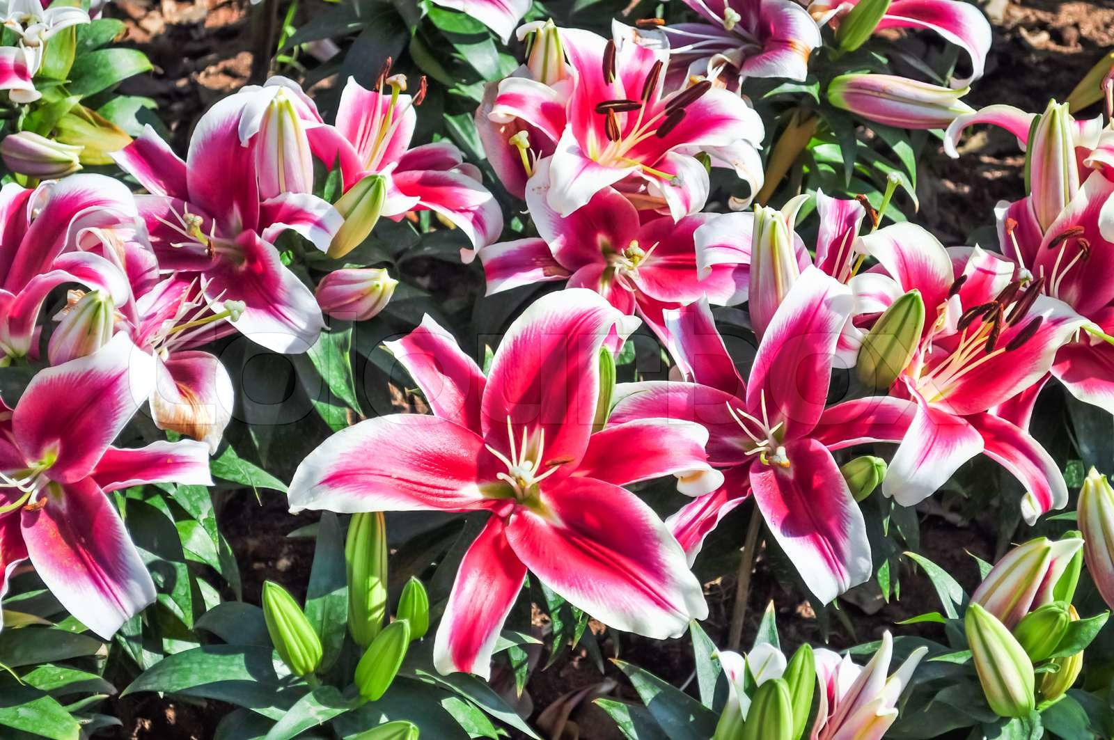 Lily Flower | Stock image | Colourbox