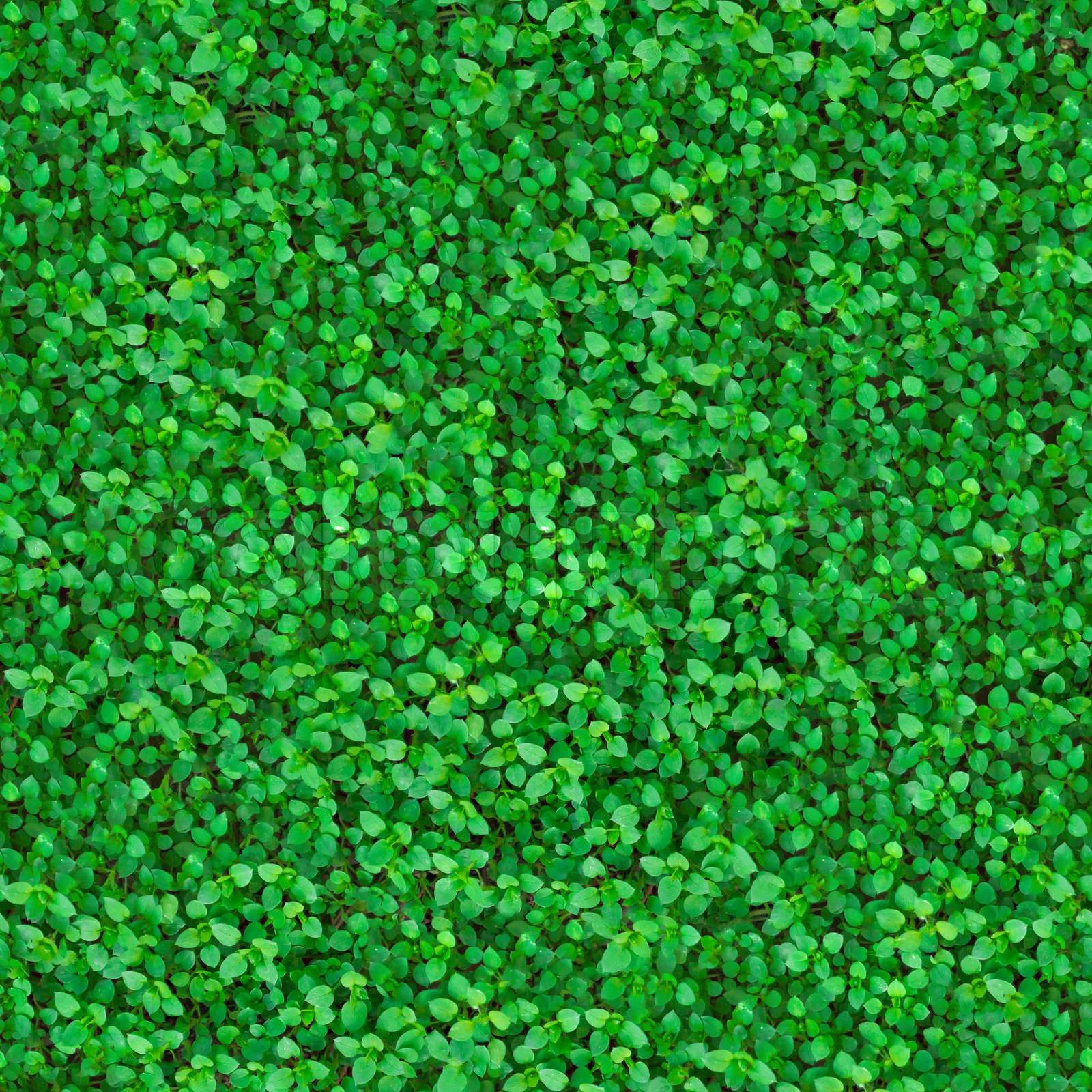 Green Meadow Grass Seamless Texture | Stock image | Colourbox