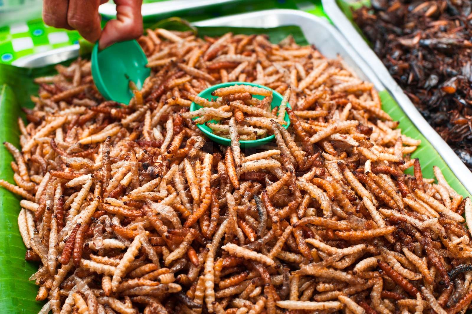 Thai food at market Fried insects mealworms for snack | Stock image ...