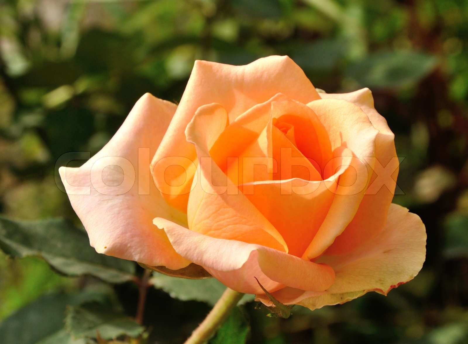 fragile rose | Stock image | Colourbox