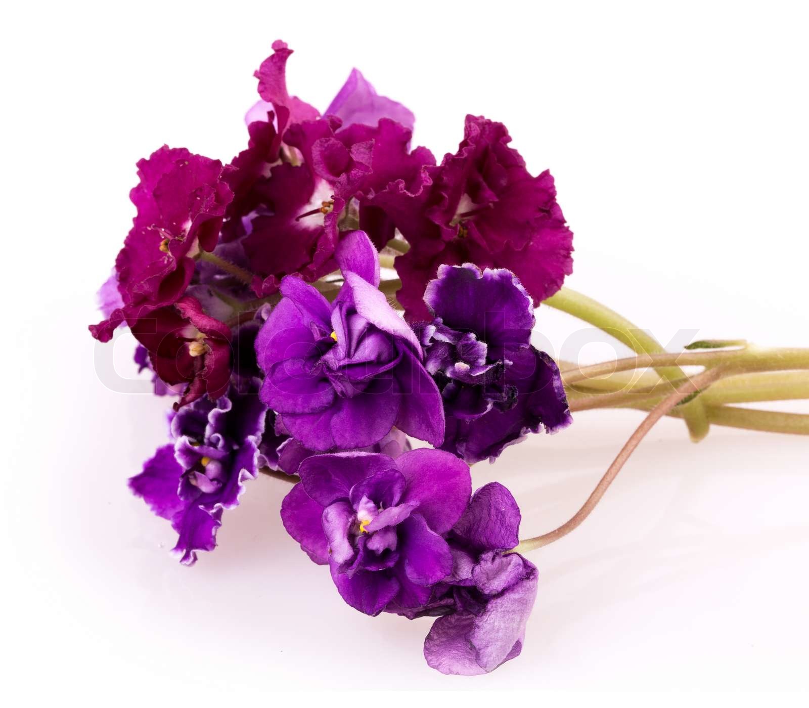 violette Blume | Stock Bild | Colourbox