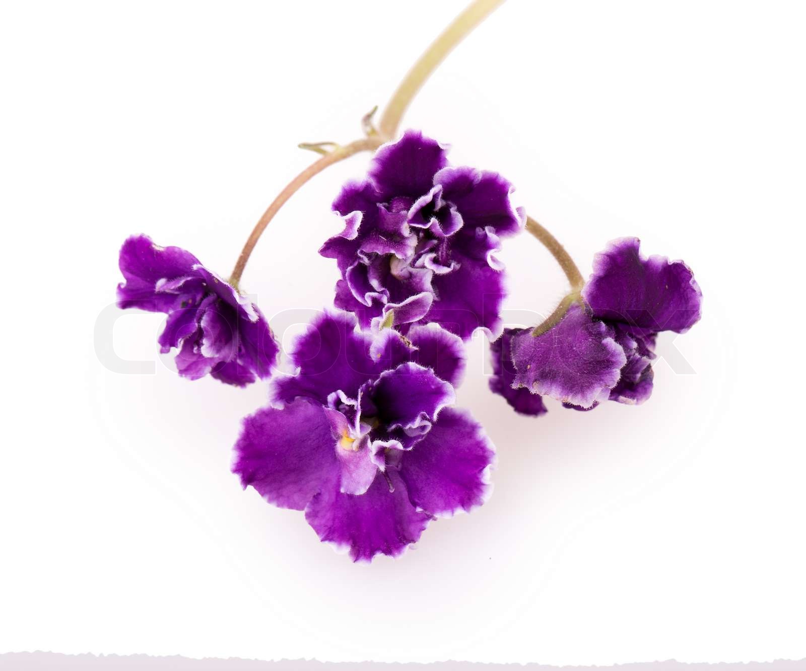 violette Blume | Stock Bild | Colourbox
