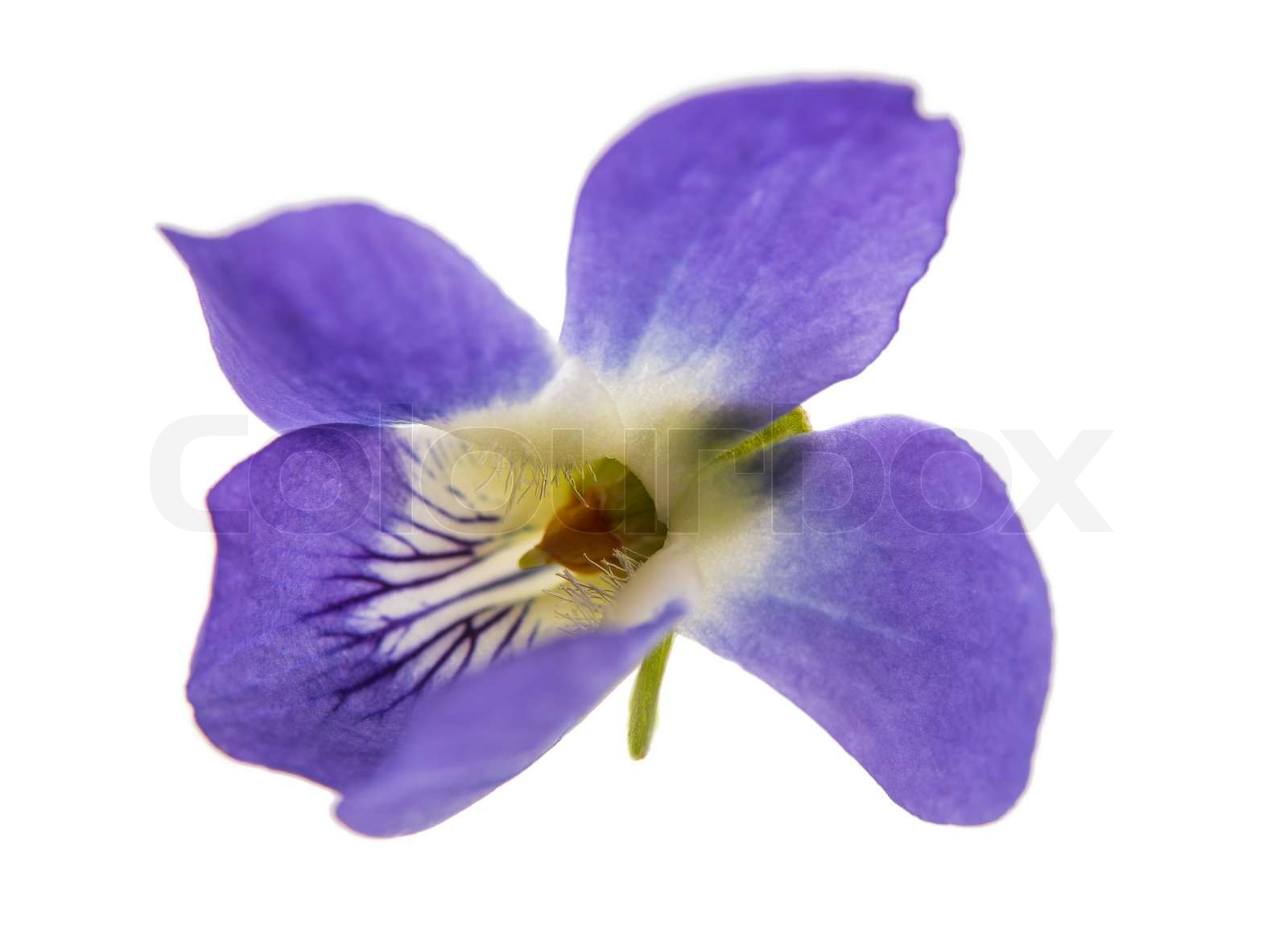 violette Blume isoliert | Stock Bild | Colourbox