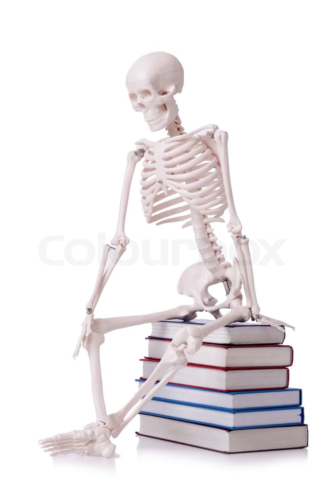 Skeleton reading books on white | Stock image | Colourbox