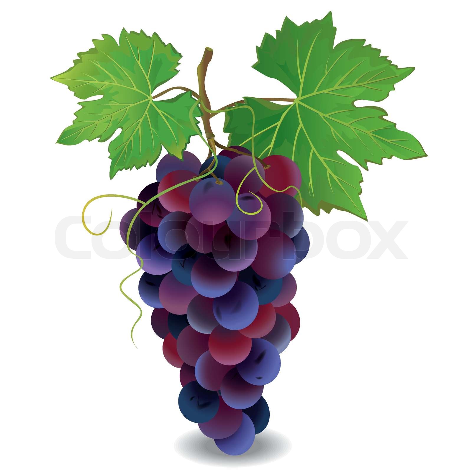 Realistische blaue Traube auf weißem | Stock-Vektor | Colourbox