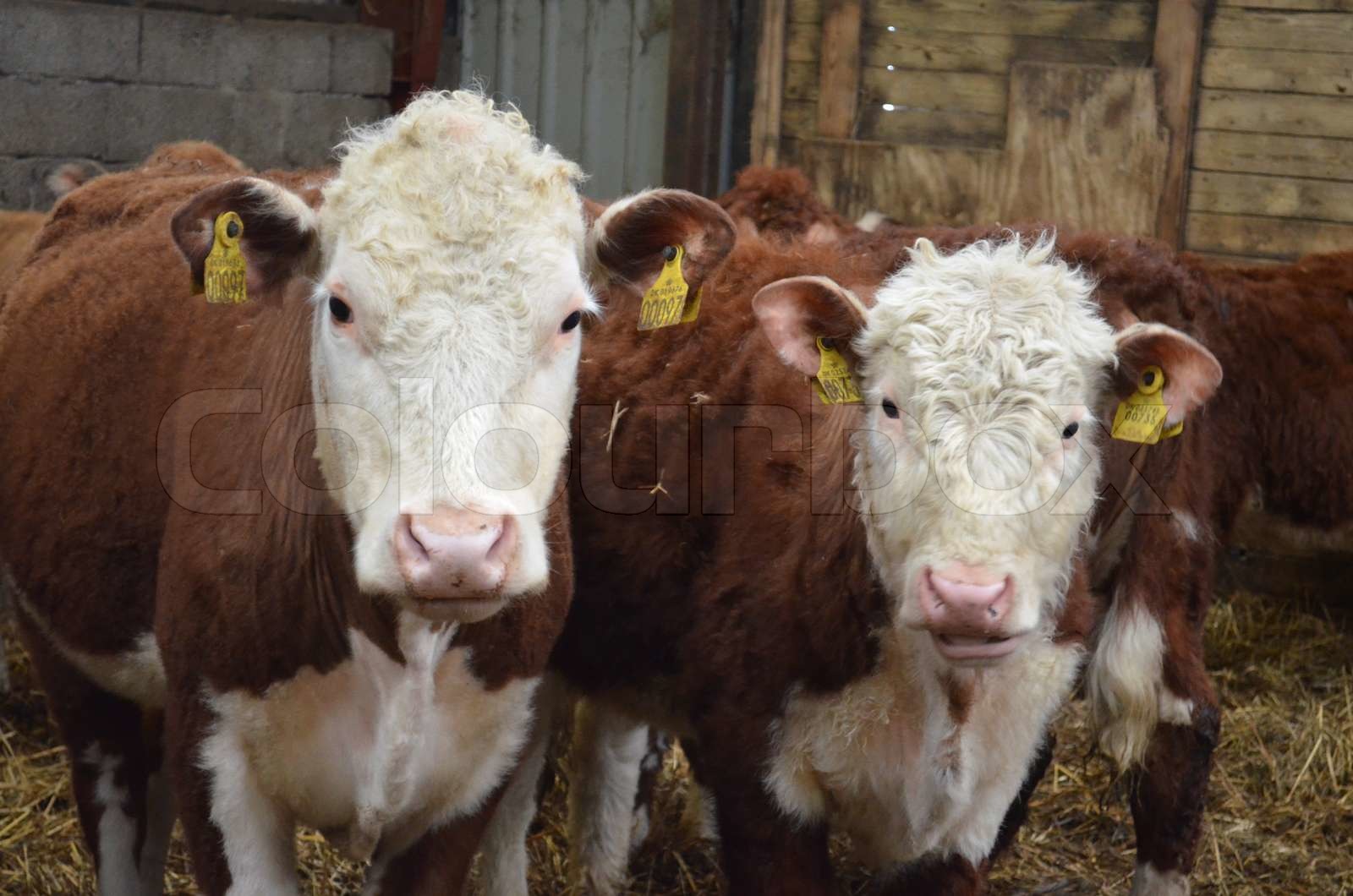 Two curious white faced cows stairing in the stall | Stock image ...