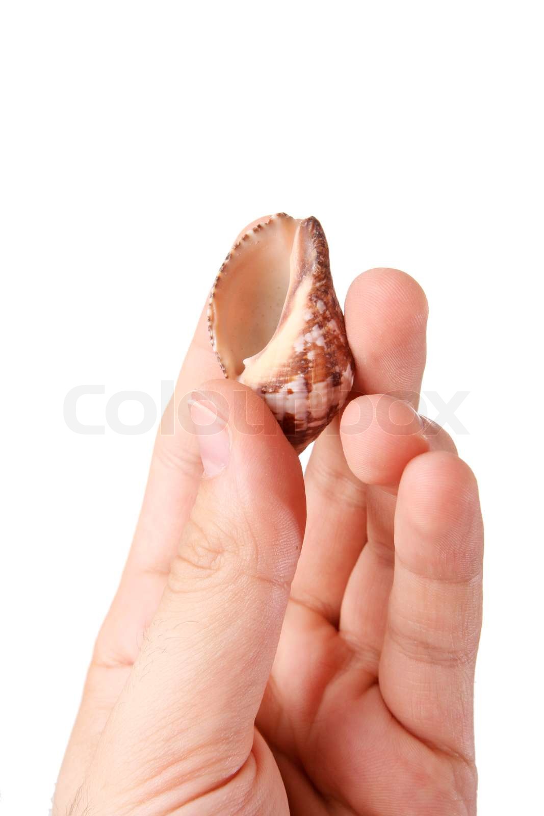 Shell in a man hand | Stock image | Colourbox