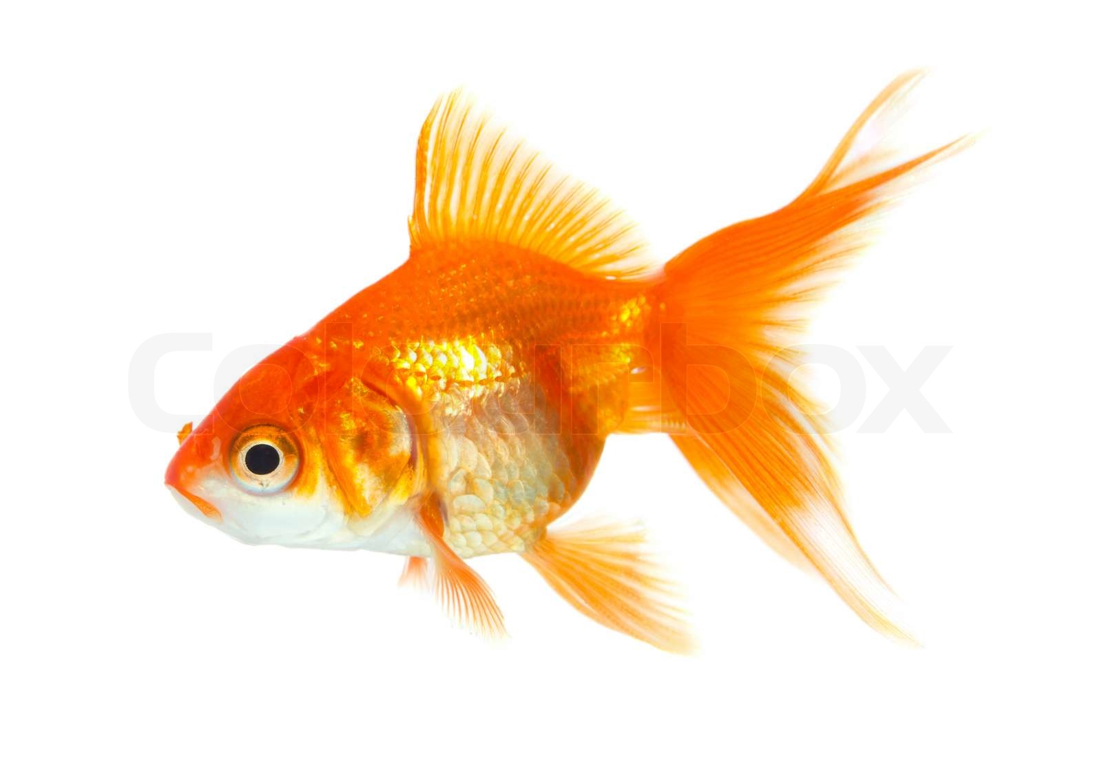 Gold Fish | Stock image | Colourbox