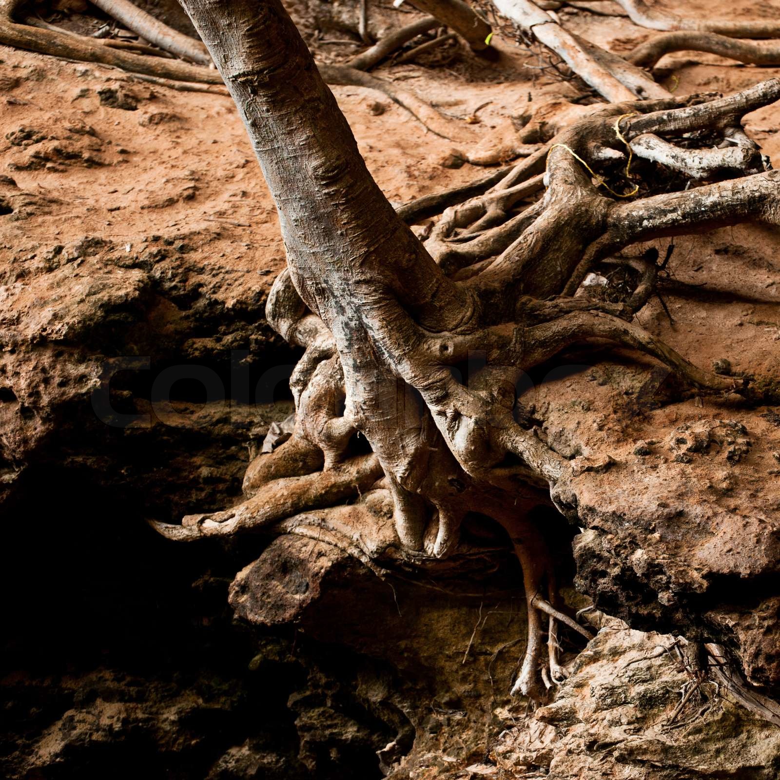 Roots of tree growing inside cave of tropical rainforest | Stock image ...